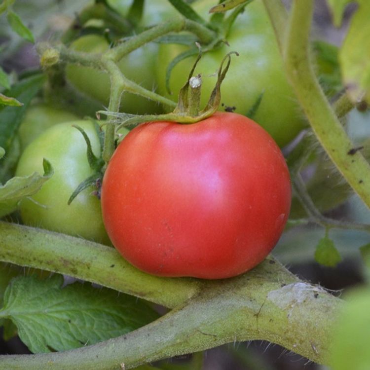 ARKANSAS TRAVELER – round-flat red tomato