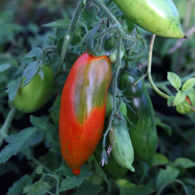 BOXER REBELLION — green-purple pear-shaped plum tomato