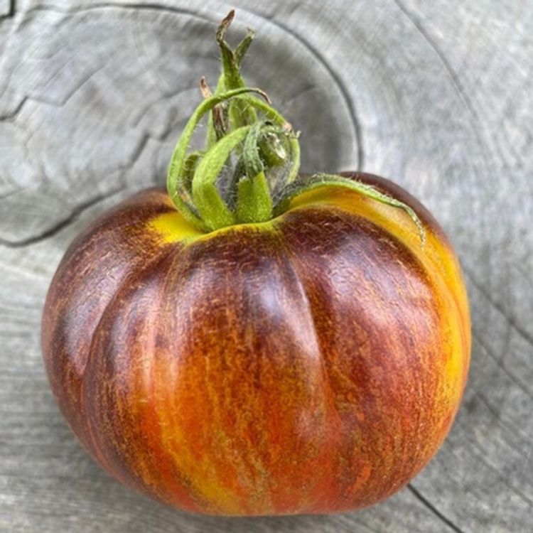ALICE'S DREAM — early striped variety (anthocyanin)