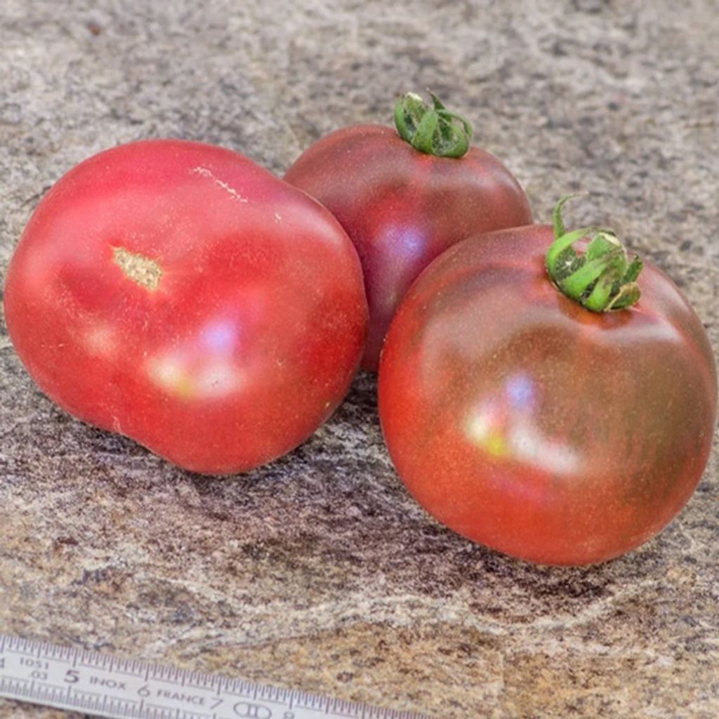 KARMA PURPLE – early sweet cherry