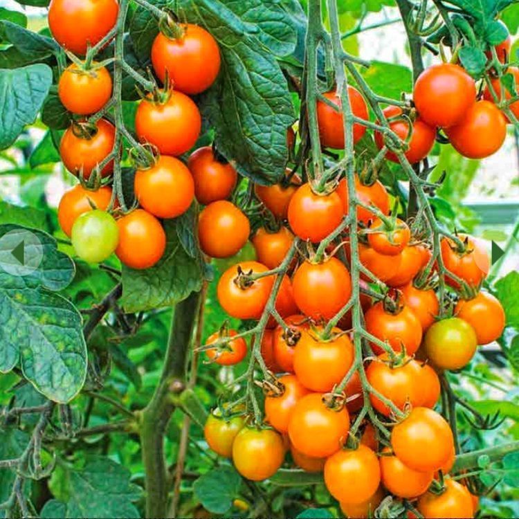 AMBROSIA ORANGE – round orange cherry tomato