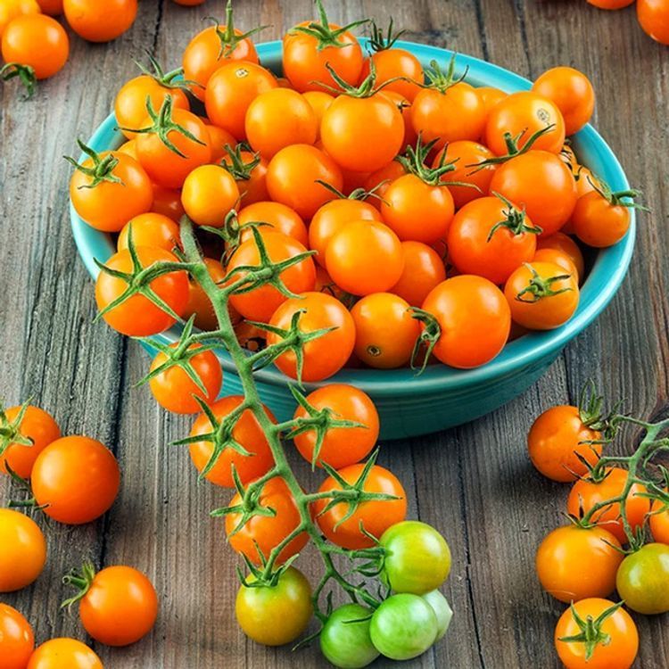 AMBROSIA ORANGE – round orange cherry tomato