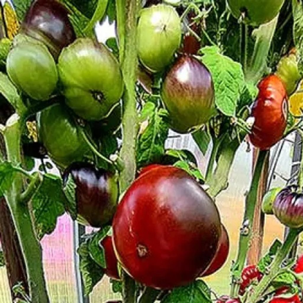 BLUE DWARF - red-blue anthocyanin