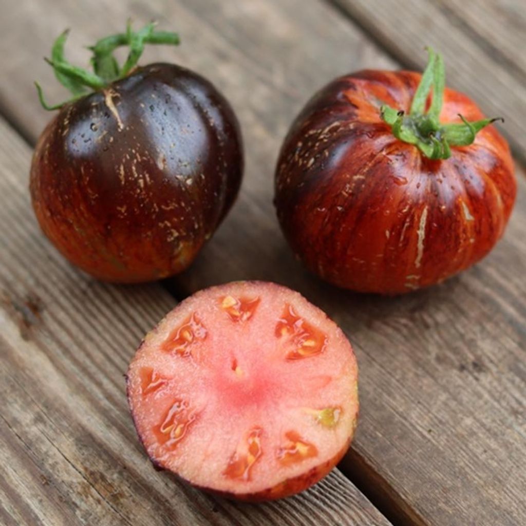 BLUE FLAME - orange-blue anthocyanin
