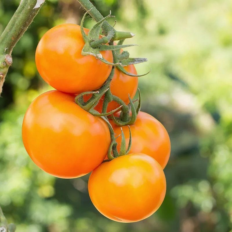 VALENCIA TOMATO