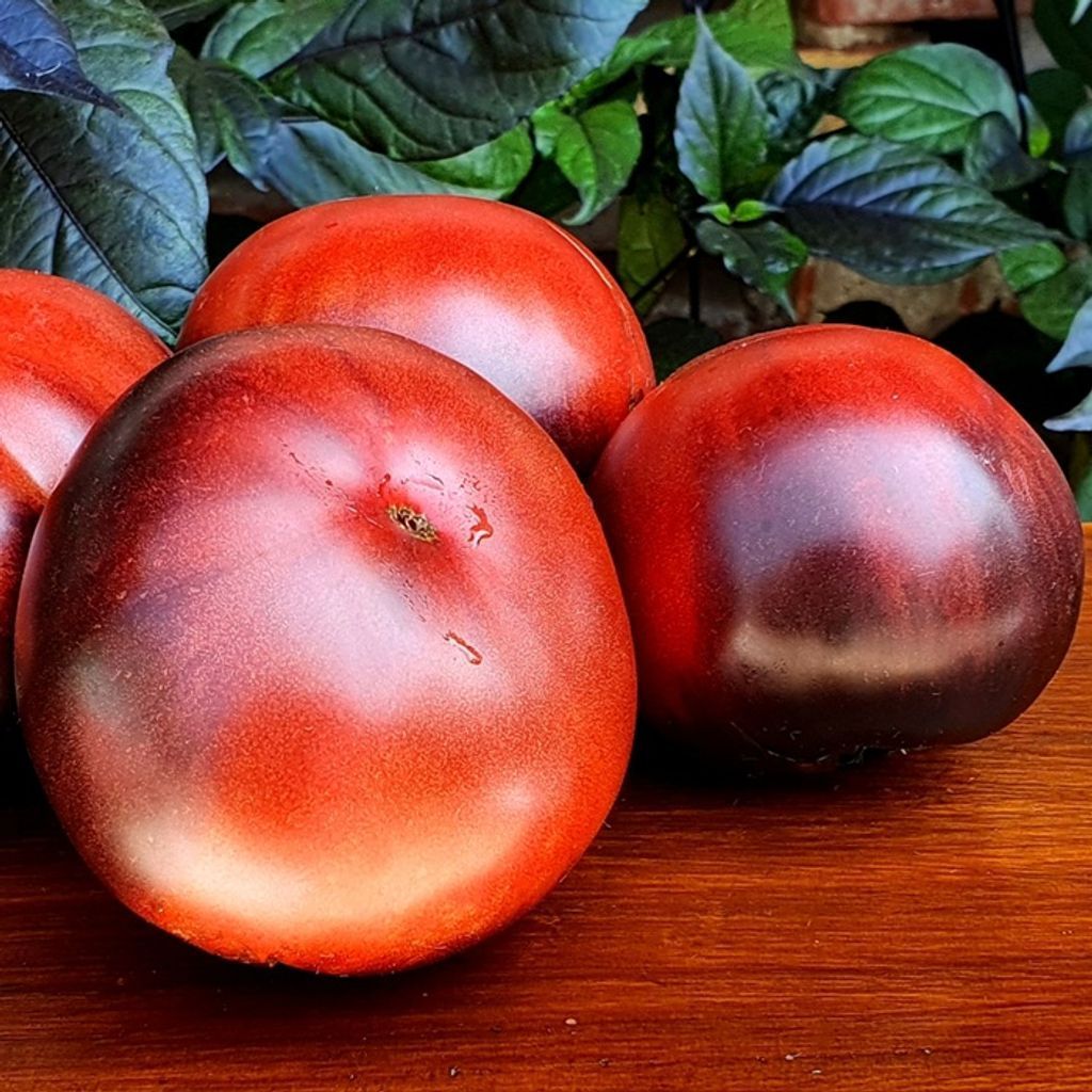 DIRTY KURTY – early, beautiful tomato (anthocyanin)