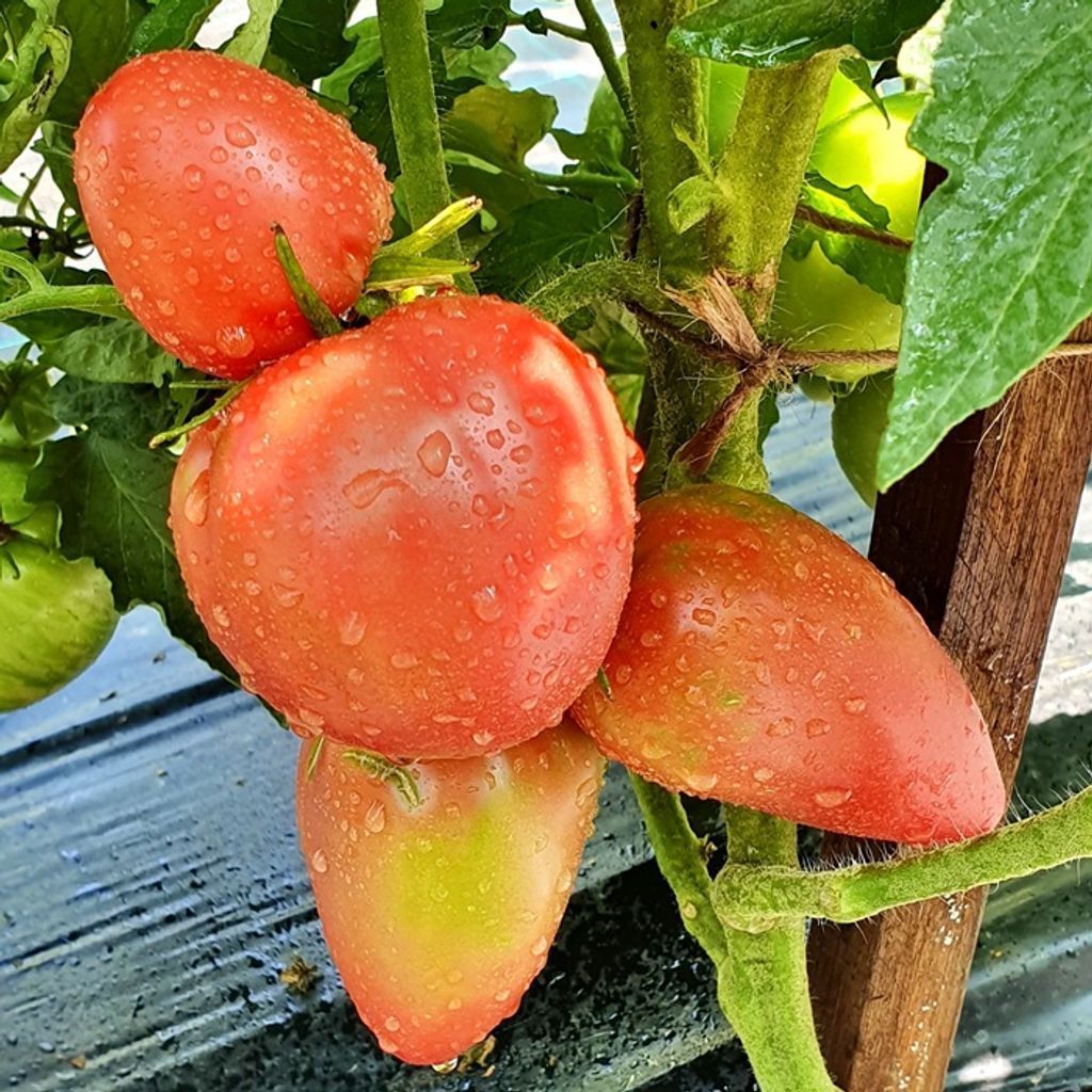 DWARF MELANIE'S BALLET – pink plum