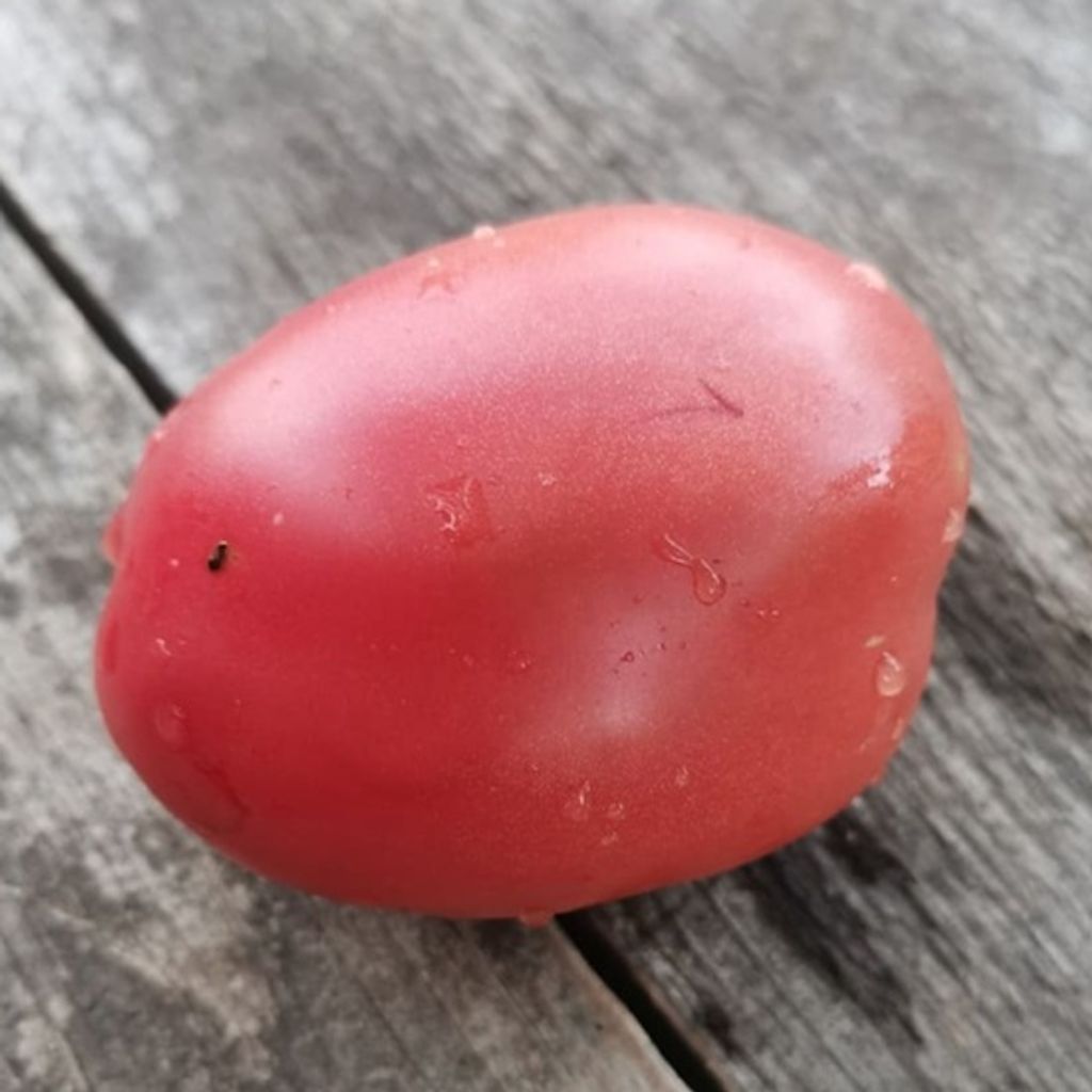 DWARF MELANIE'S BALLET – pink plum
