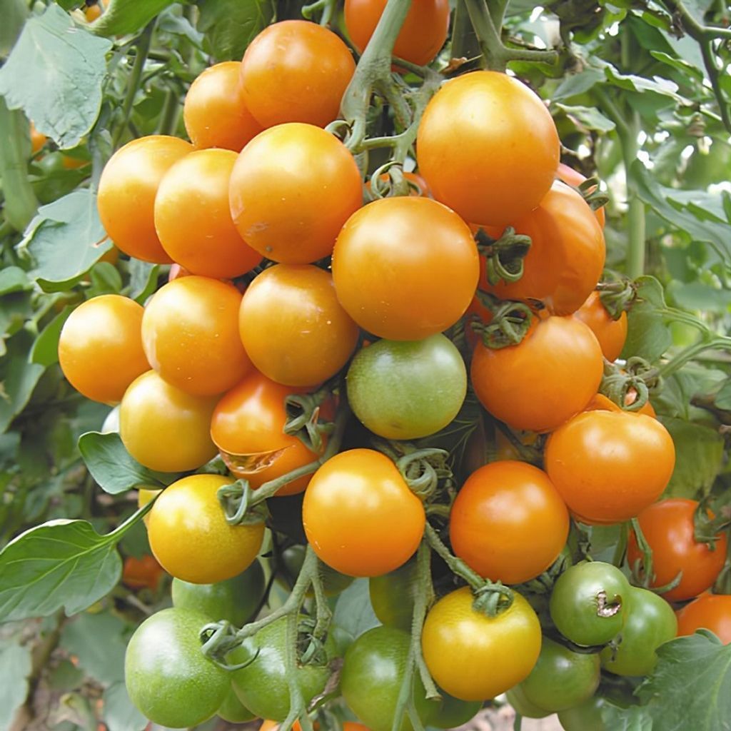 ORANGE KISH-MISH TOMATO