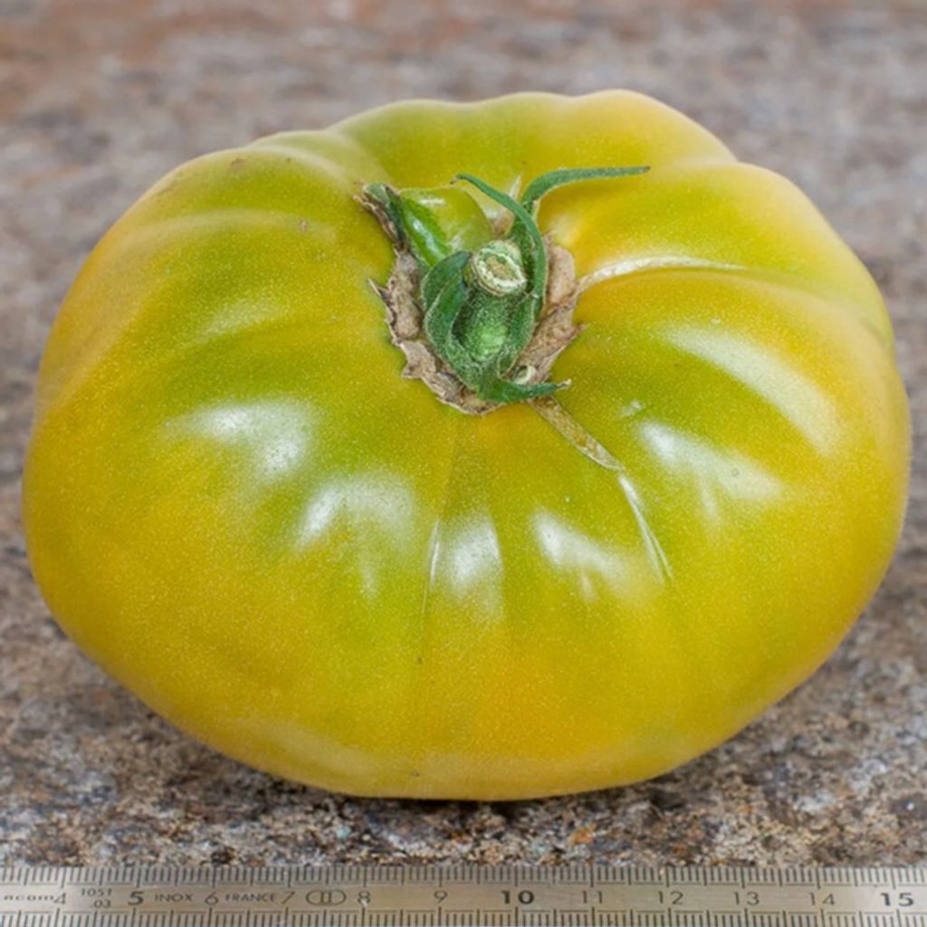 DWARF PARFAIT TOMATO – large green-bronze tomato