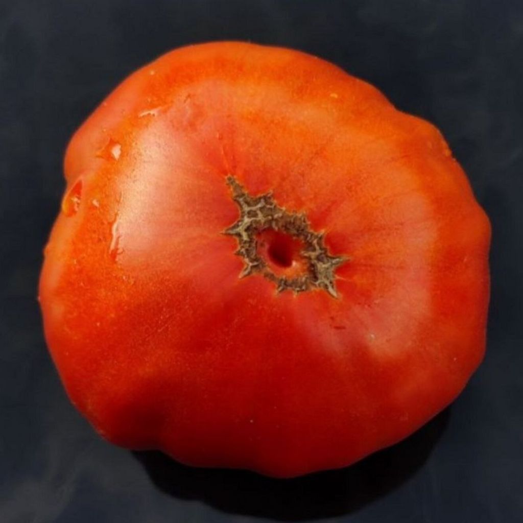 ISALNITA CU CUTE TOMATO