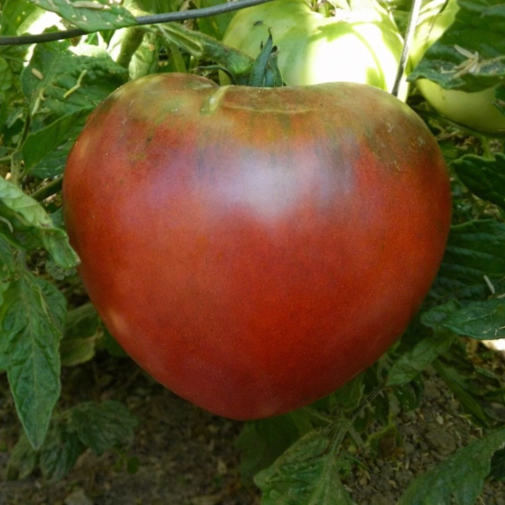 blues-bling-tomato-97011890400022.jpg
