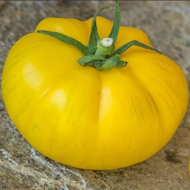 YELLOW RADIANCE – sweet, bright bicolor