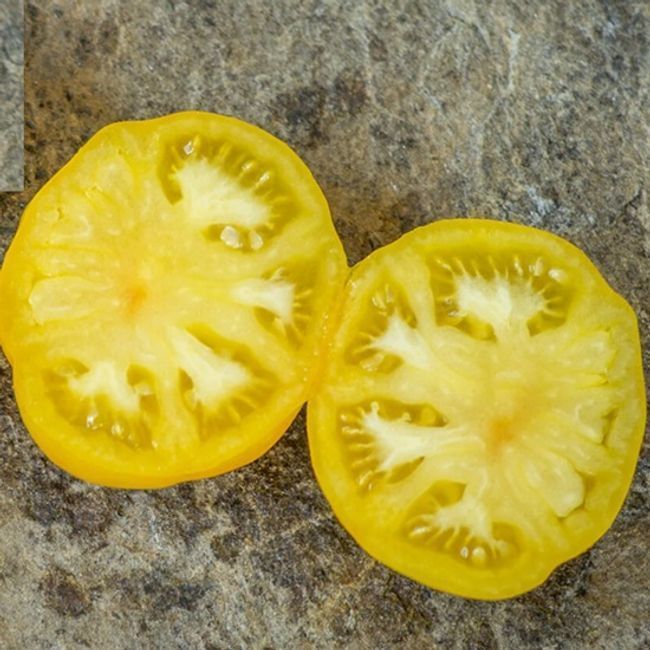 YELLOW RADIANCE – sweet, bright bicolor
