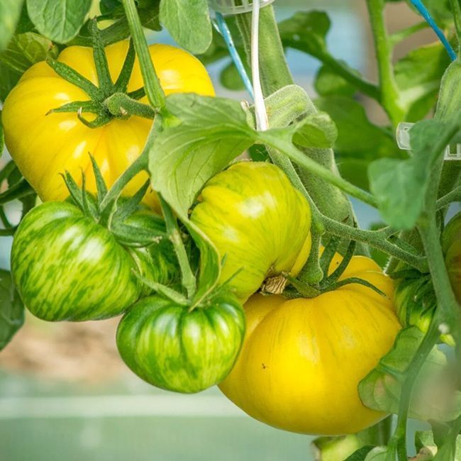 YELLOW RADIANCE – sweet, bright bicolor