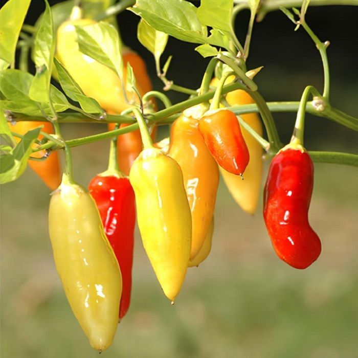 AJI CRISTAL PEPPER