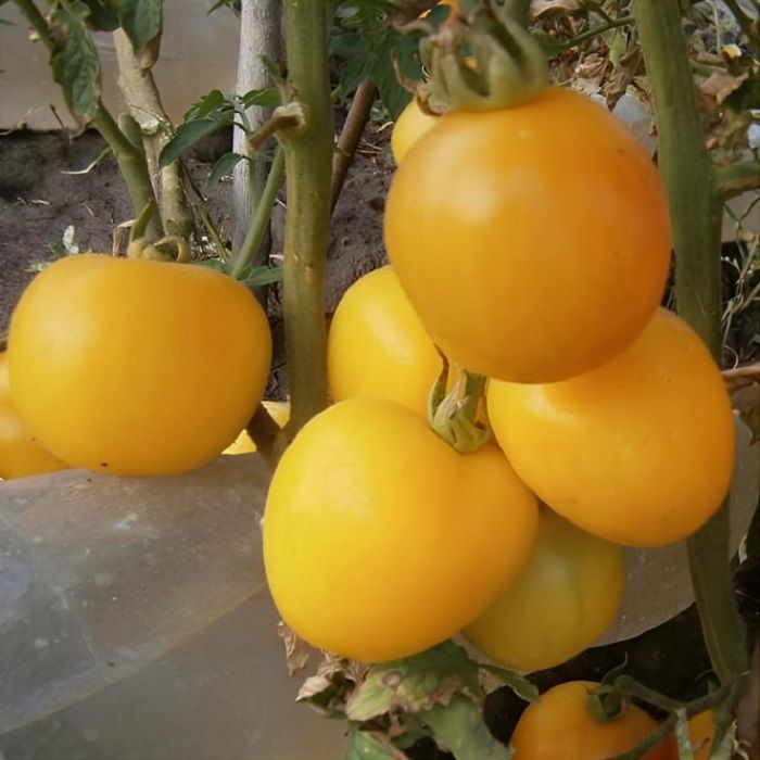 RED SPOT YELLOW TOMATO