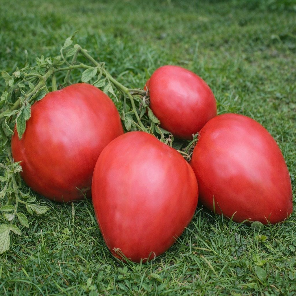 ELMER'S OLD GERMAN TOMATO