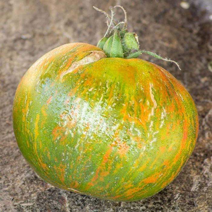 MYSTERY – green striped honey bicolor