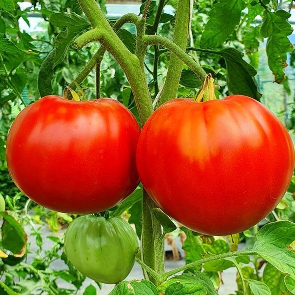 MINUSINSKY GIANT – red heart-shaped tomato