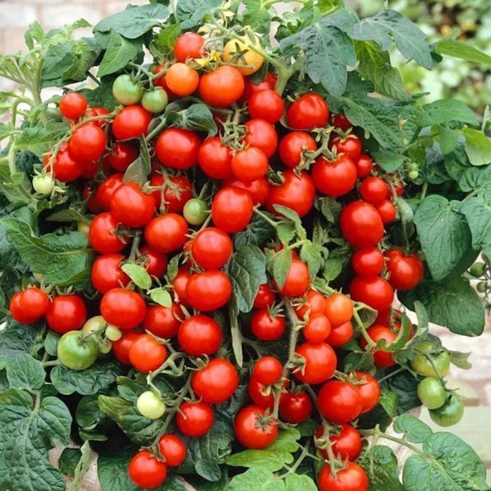 MICRO DWARF TALISMAN - early high-yielding tomato