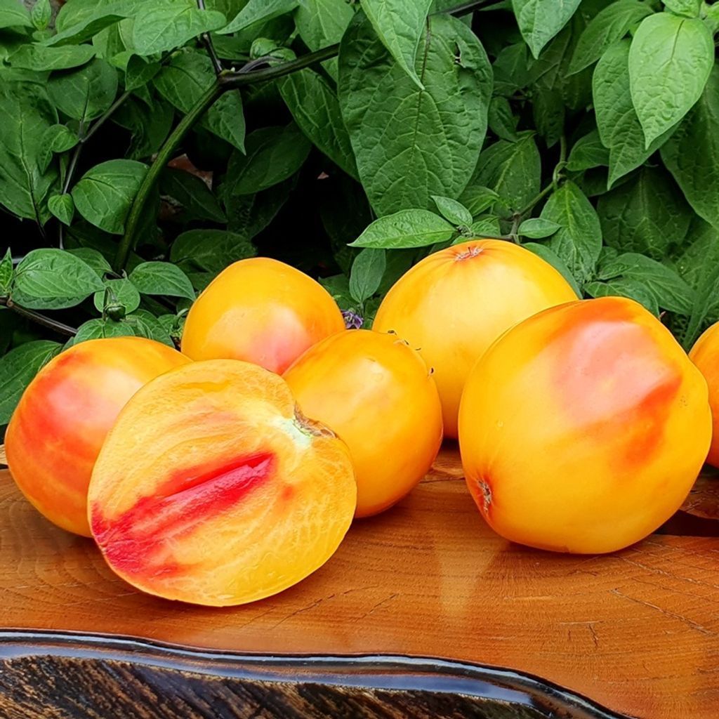 MALIBU PINEAPPLE – sweet bicolor heart