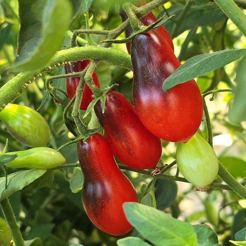 INDIGO PEAR DROPS PINK TOMATO