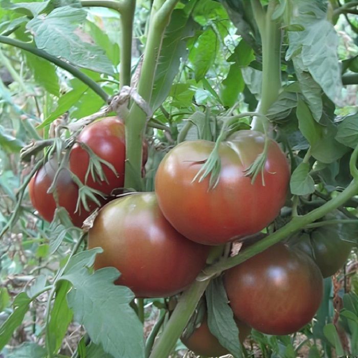 MORADO TOMATO