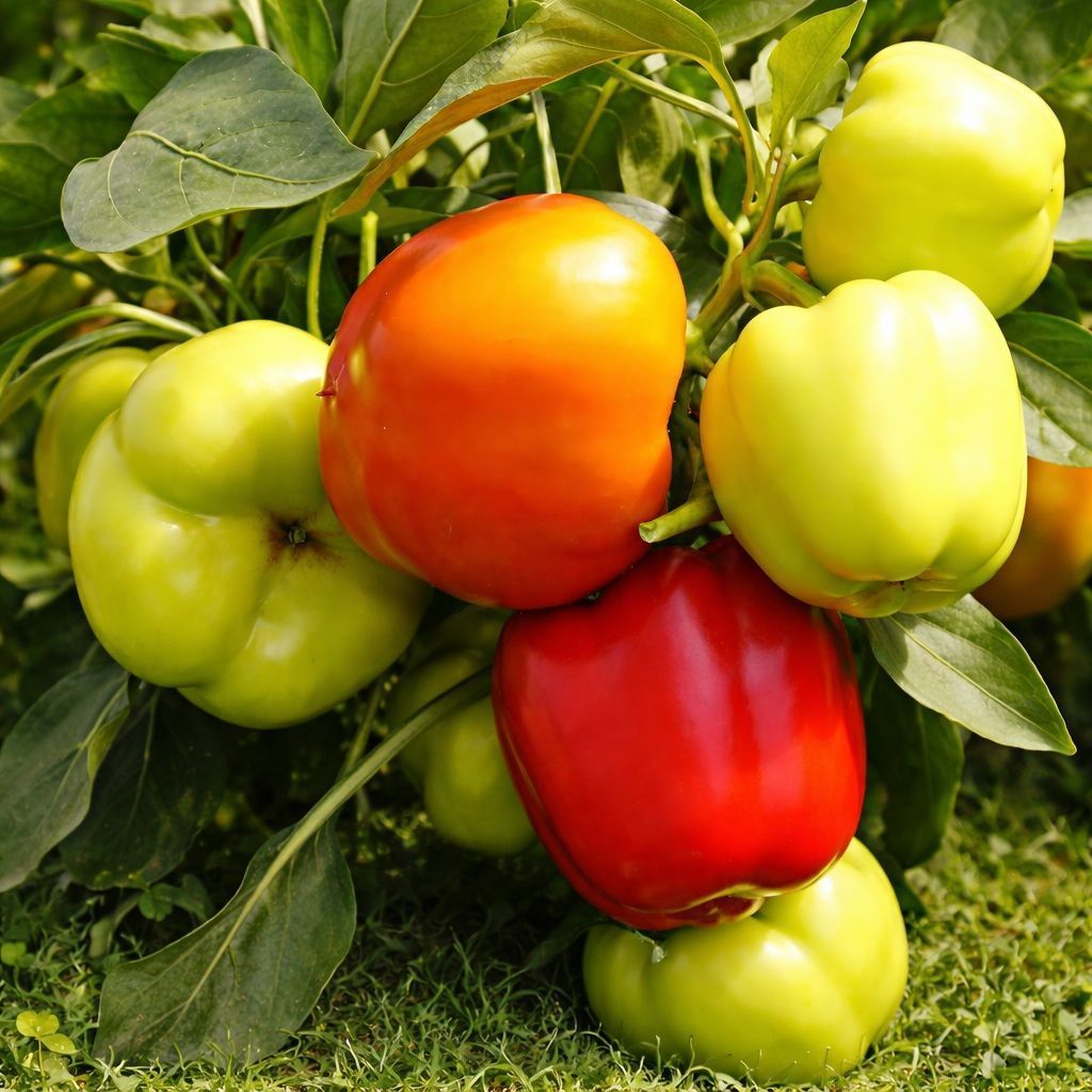 APPLE SAVIOR PEPPER