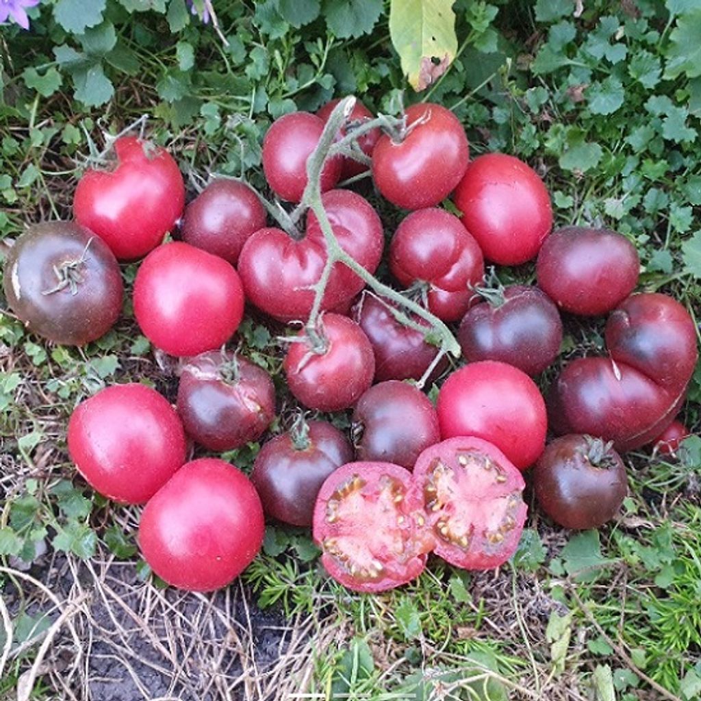 KARMA PINK MULTIFLORA TOMATO