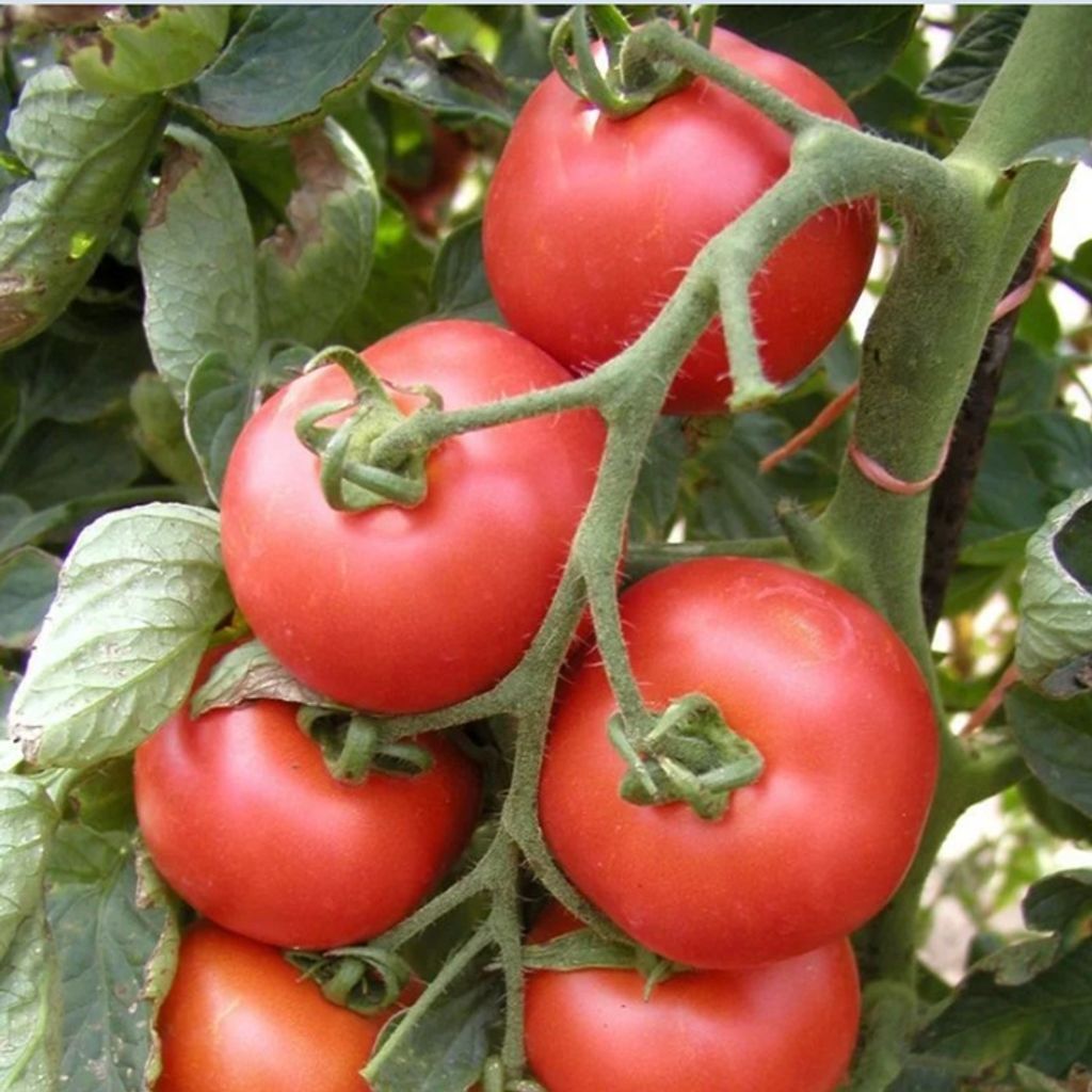 ALEZI – pink productive tomato