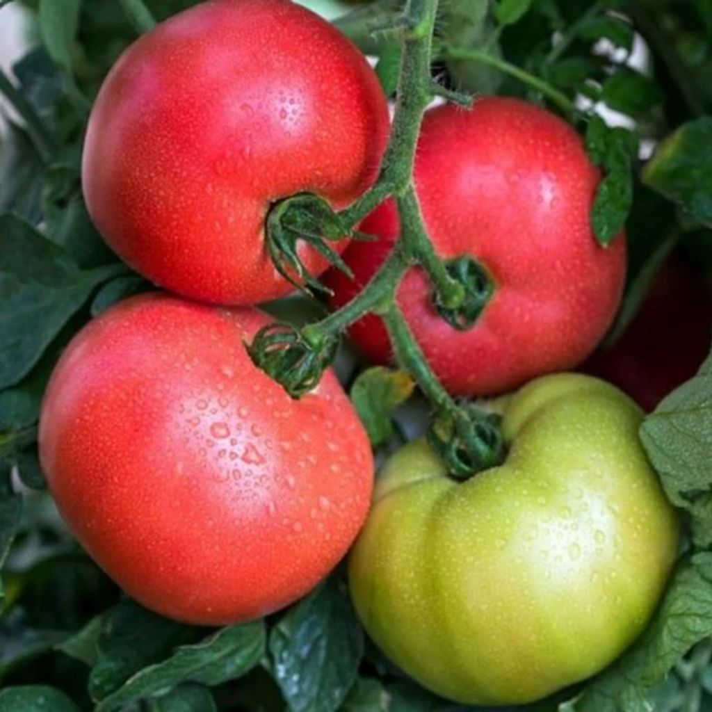 ALEZI – pink productive tomato