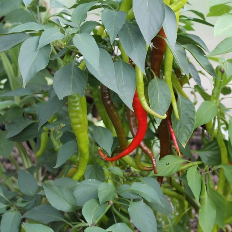 TURKISH LONG PEPPER