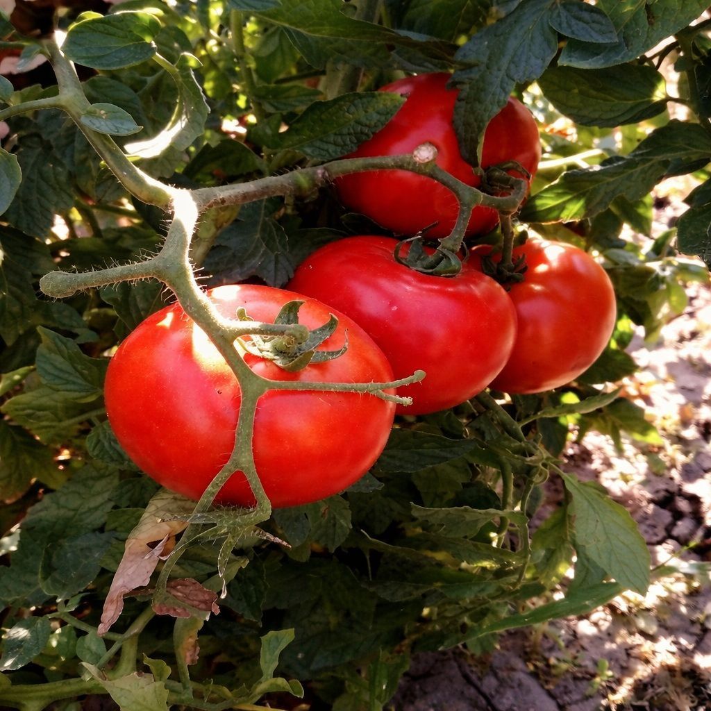 homestead-24-tomato-49670074269688.jpg