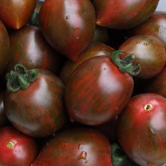 MONISTO CHOCOLATE – dense chocolate plum