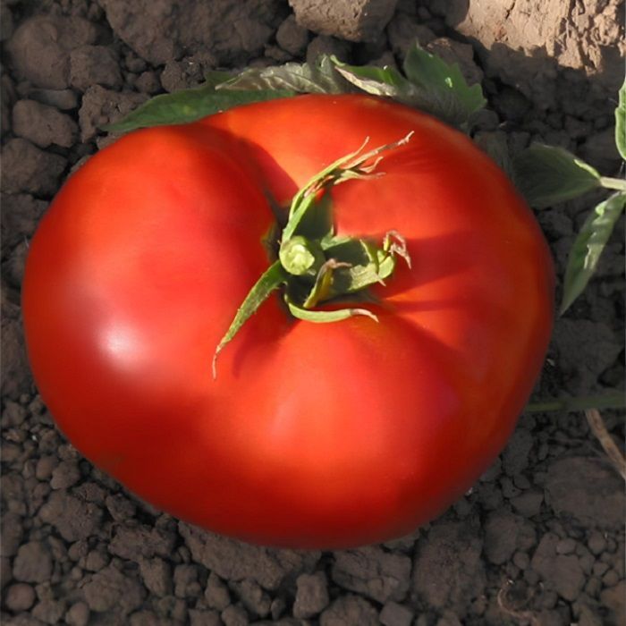 magnum-tomato-23492563236882.jpg