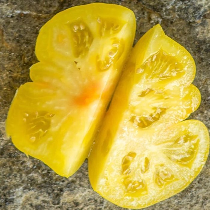 GAIL — creamy-yellow sweet bicolor