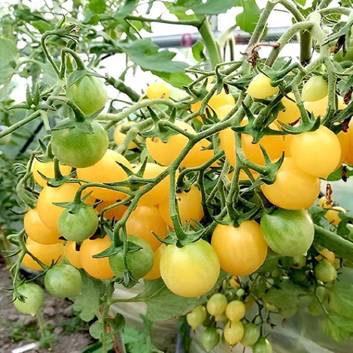 YELLOW QUARTZ MULTIFLORA TOMATO