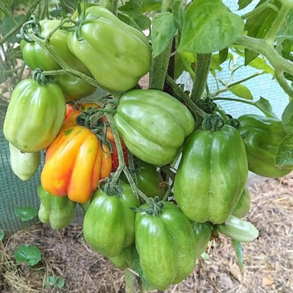 CALIFORNIA TULIP — red-yellow bicolor