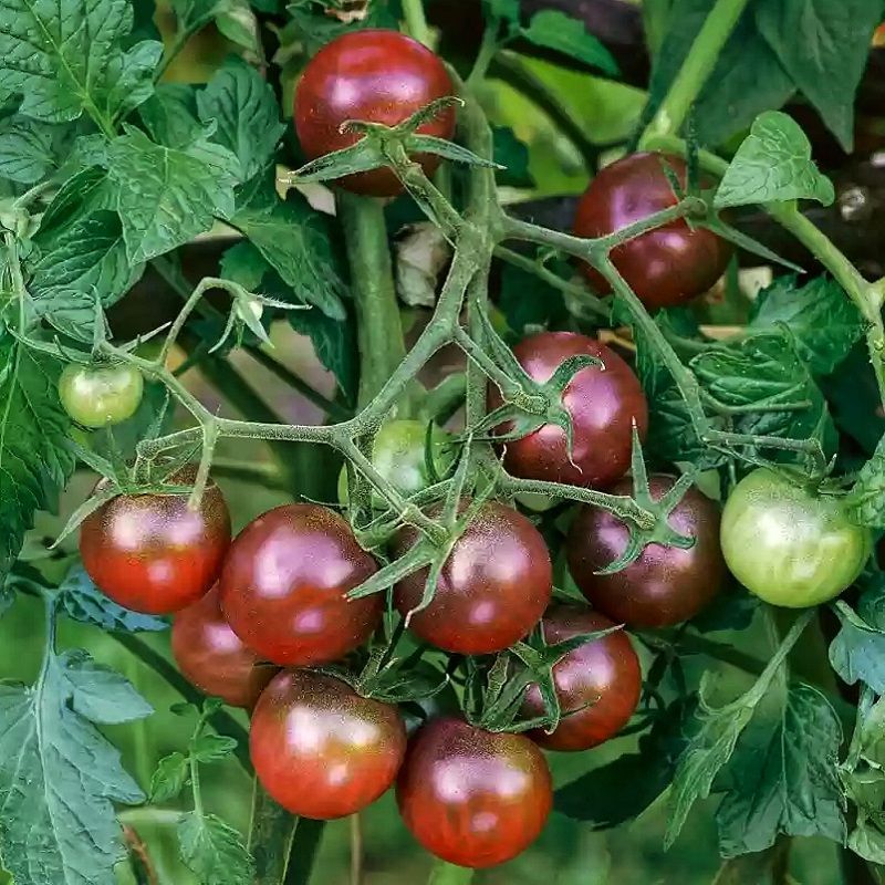 CAPPUCCINO TOMATO