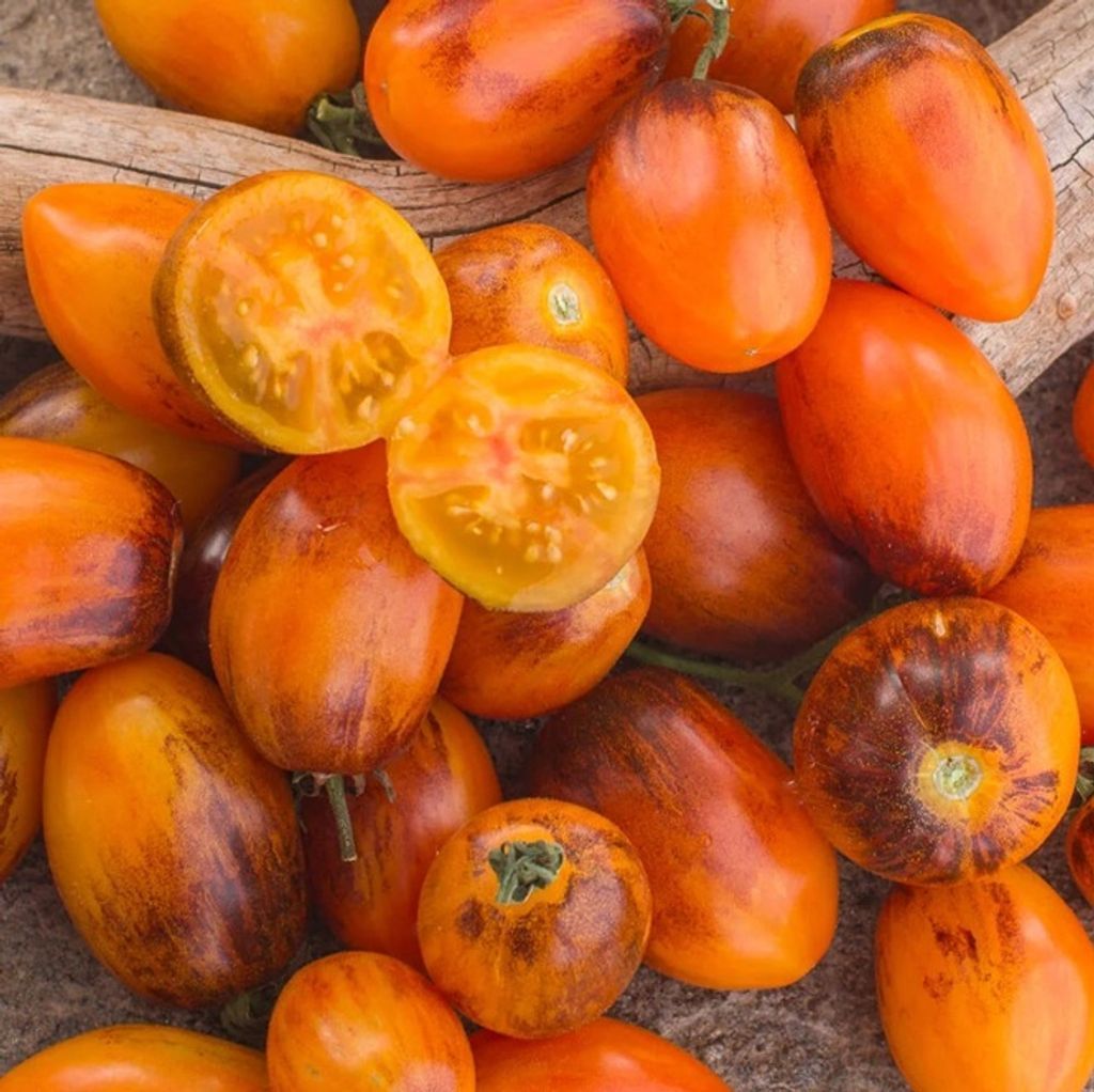 ATOMIC SUNSET — sweet golden cherry tomato (anthocyanin)