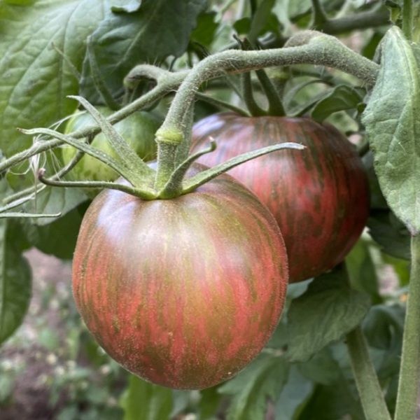 BLOOD GULCH – green striped plum