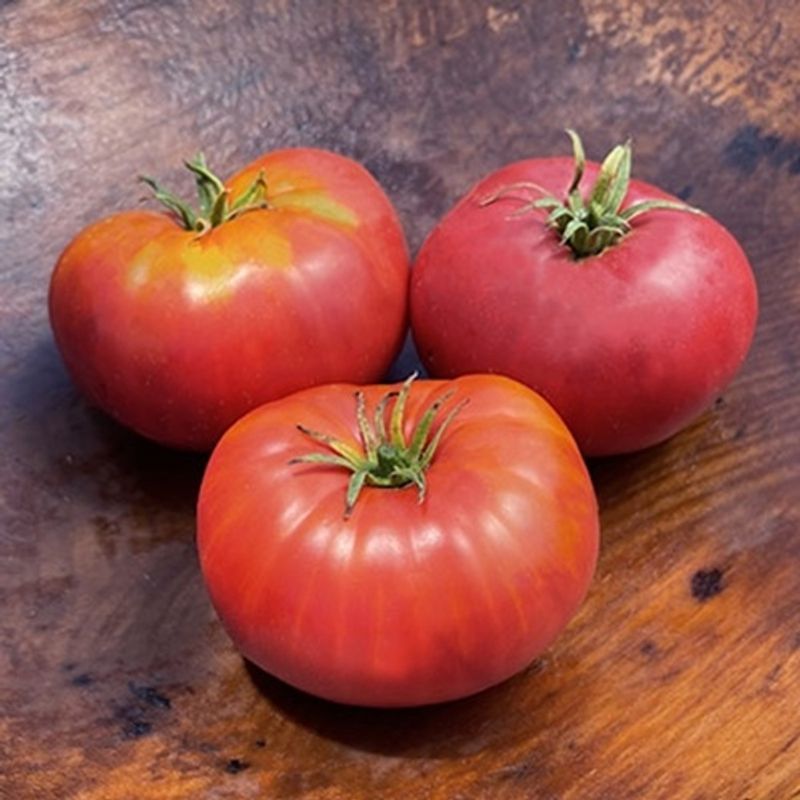 GIANT BELGIUM — large pink sweet beefsteak