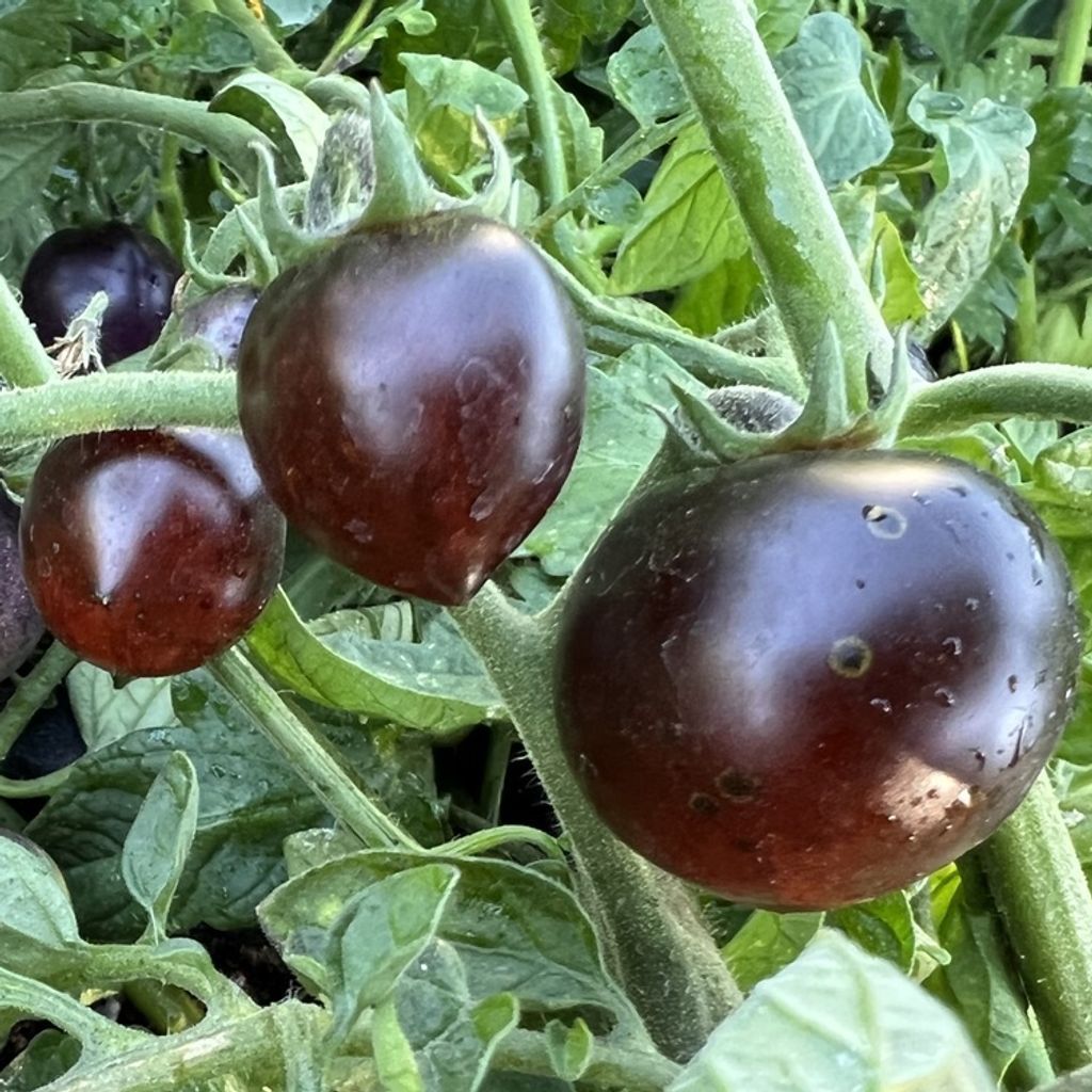 BOSQUE BLUE – an early, high-yielding cherry tomato (anthocyanin)