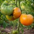 Tomato King - Number one tomato seed collection!