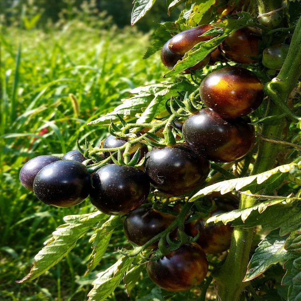 BOSQUE BLUE BUMBLEBEE – super sweet variety (anthocyanin)
