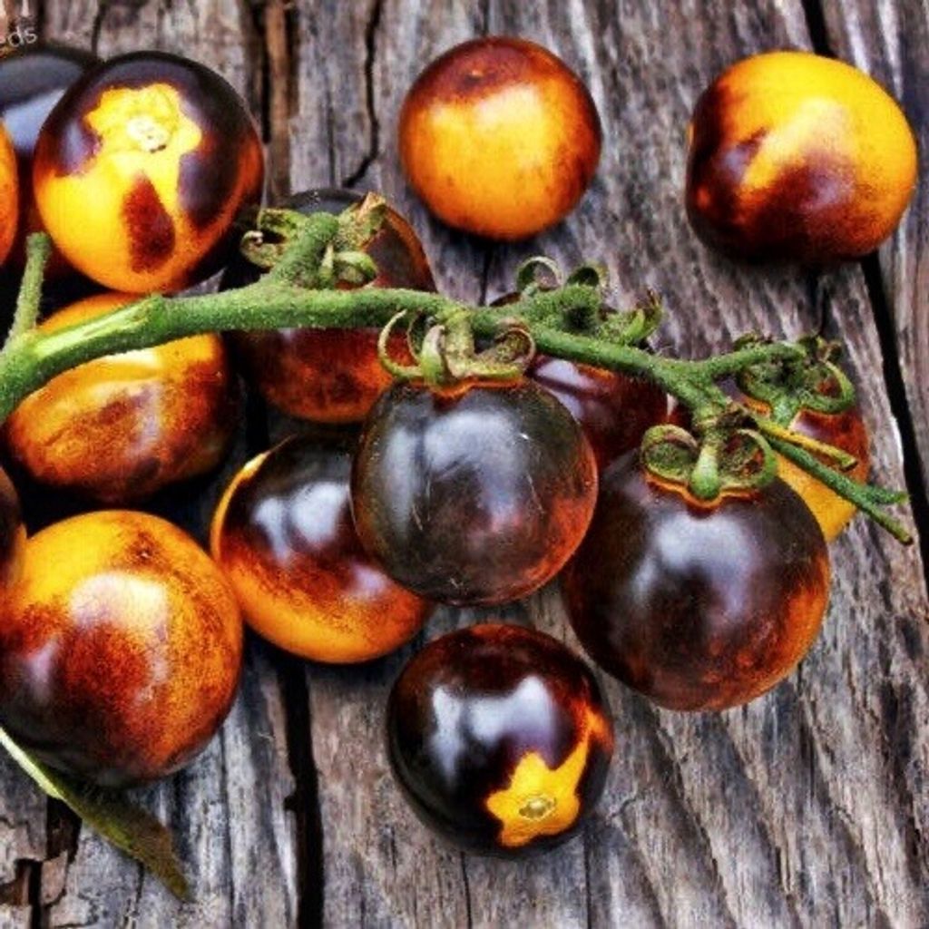 BOSQUE BLUE BUMBLEBEE – super sweet variety (anthocyanin)