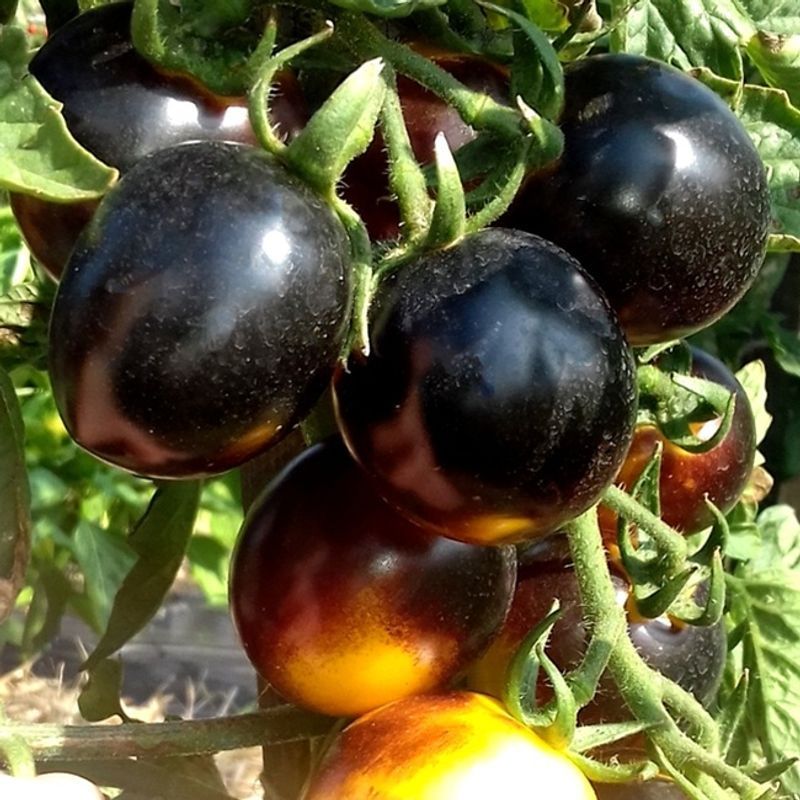 BOSQUE BLUE BUMBLEBEE – super sweet variety (anthocyanin)