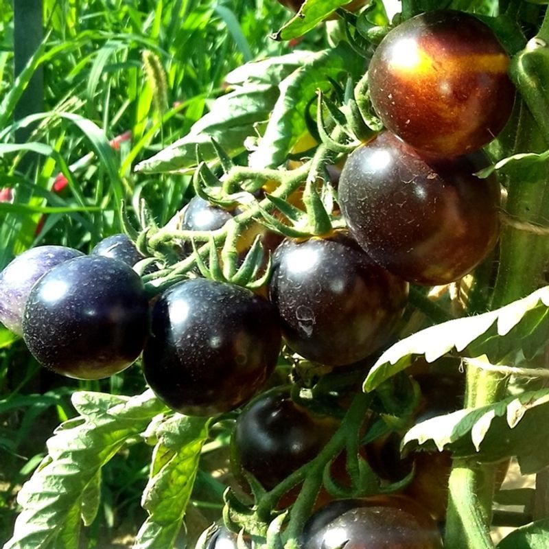 BOSQUE BLUE BUMBLEBEE – super sweet variety (anthocyanin)
