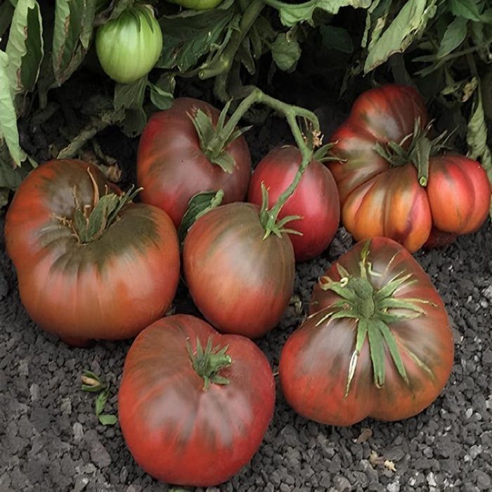 MARIZOL BRATKA TOMATO